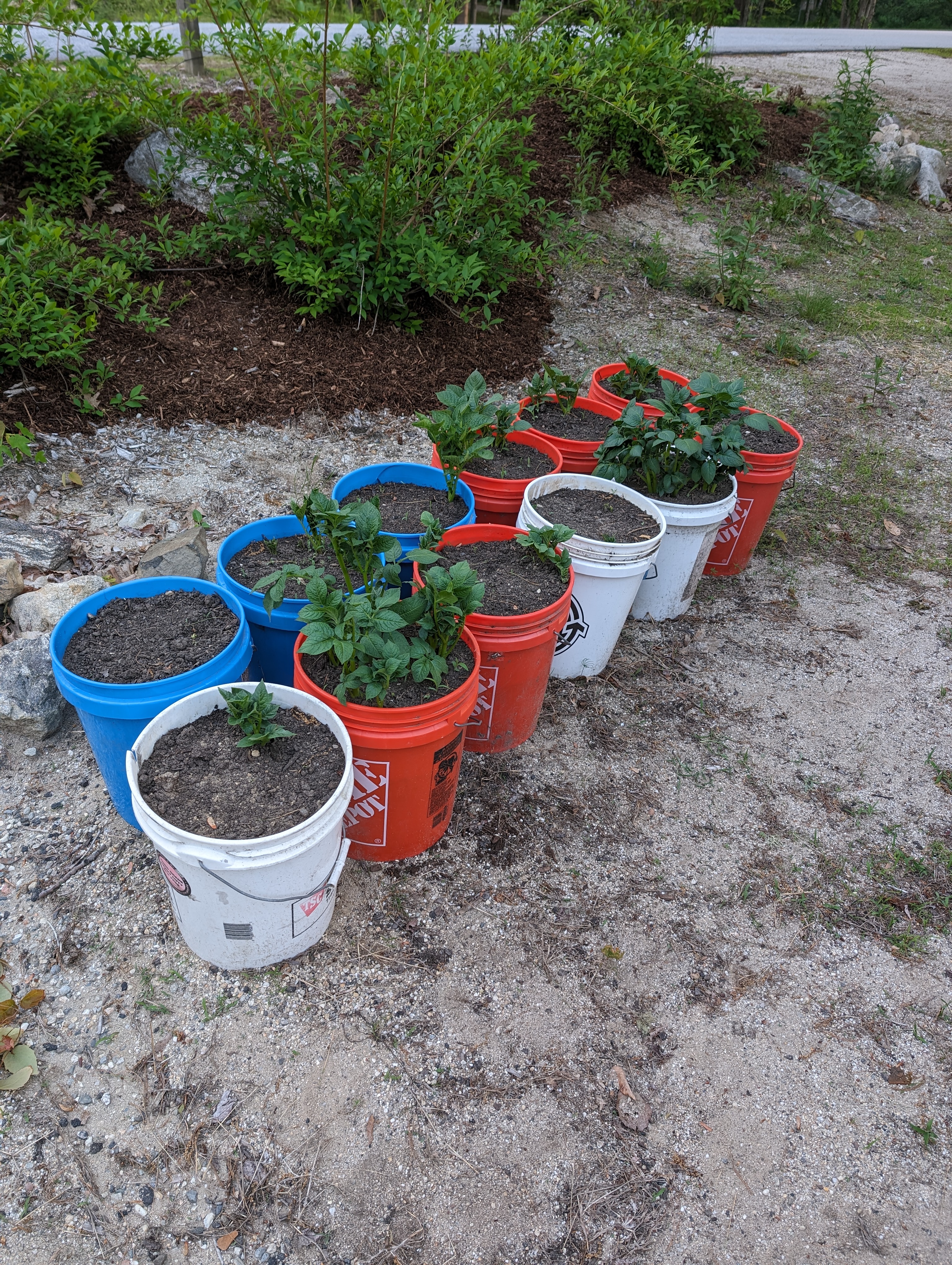 How To Grow Potatoes in 5 Gallon Buckets